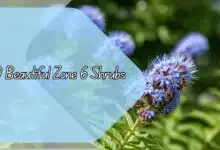 10 Beautiful Zone 6 Shrubs For Full Sun Gardens