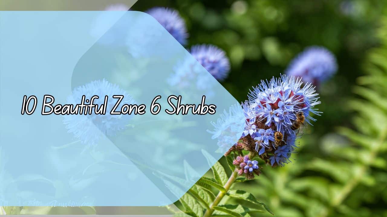 10 Beautiful Zone 6 Shrubs For Full Sun Gardens