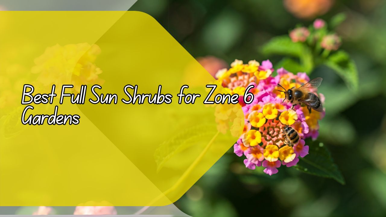 Best Full Sun Shrubs For Zone 6 Gardens