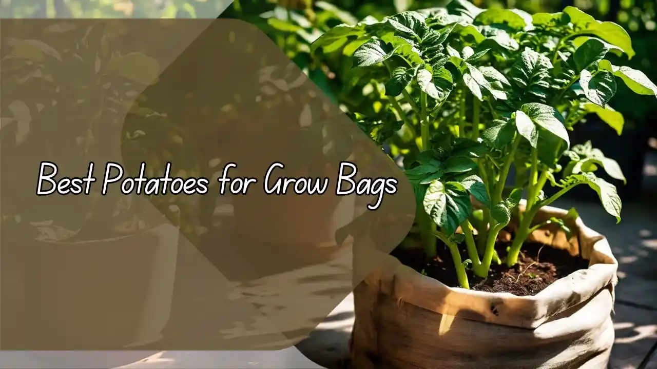 Choosing The Best Potatoes For Grow Bags