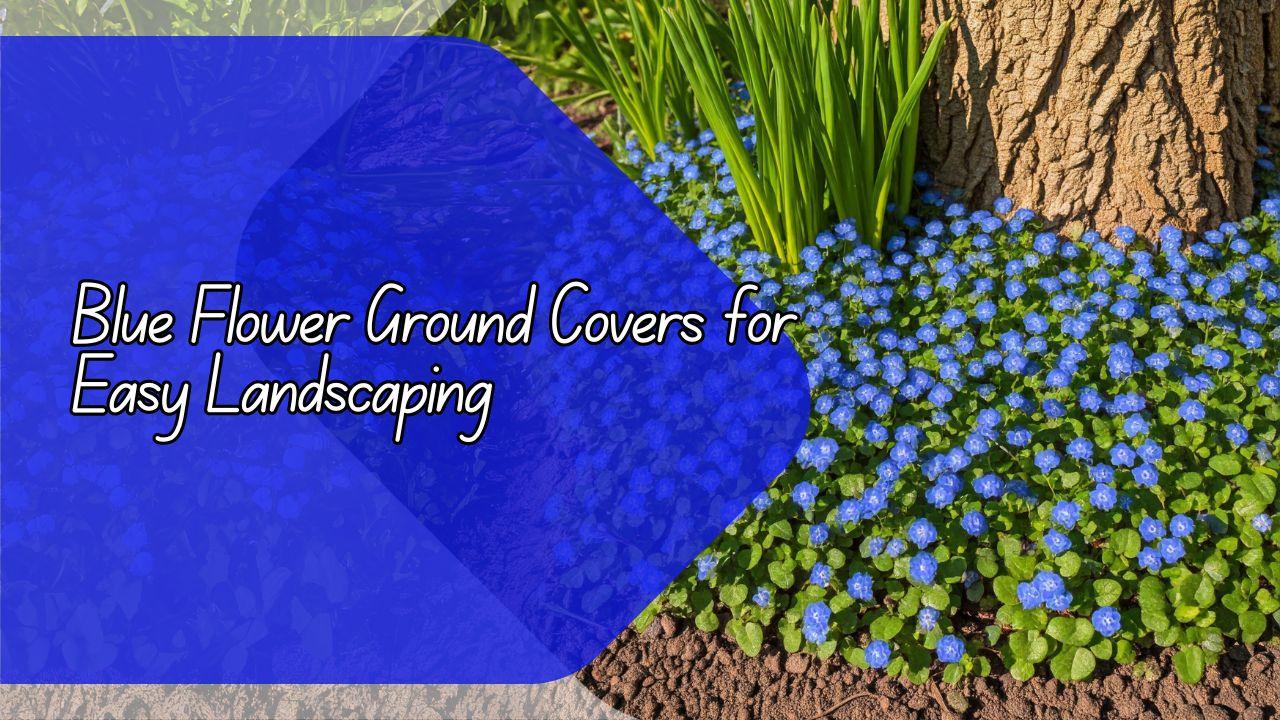 Beautiful Blue Flower Ground Covers For Easy Landscaping