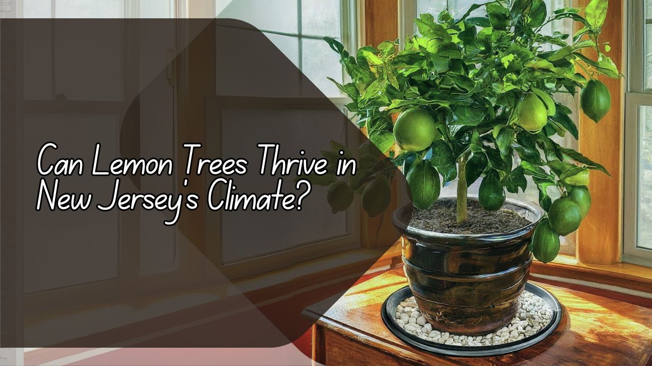 Can Lemon Trees Thrive In New Jersey’s Climate?