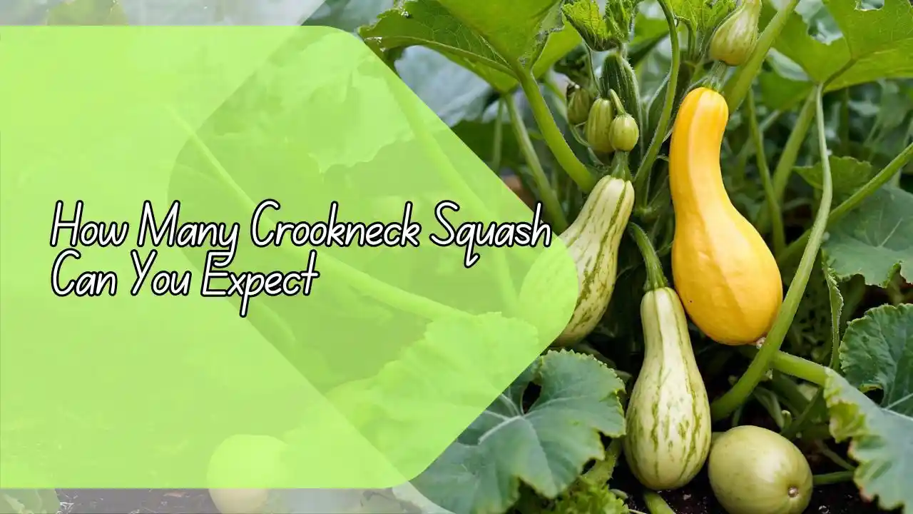 How Many Crookneck Squash Can You Expect From One Plant?