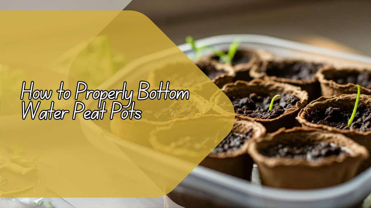 How To Properly Bottom Water Peat Pots For Healthy Seedlings
