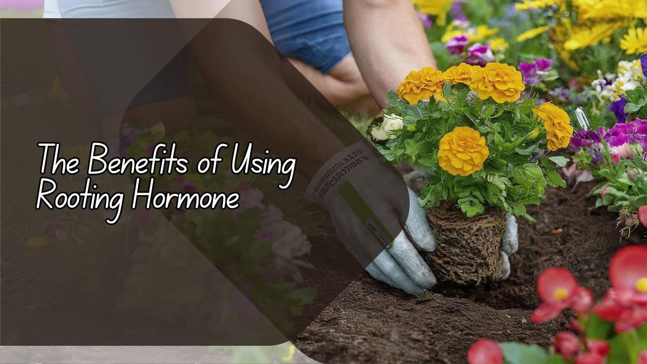 Boosting Transplant Success: The Benefits Of Using Rooting Hormone