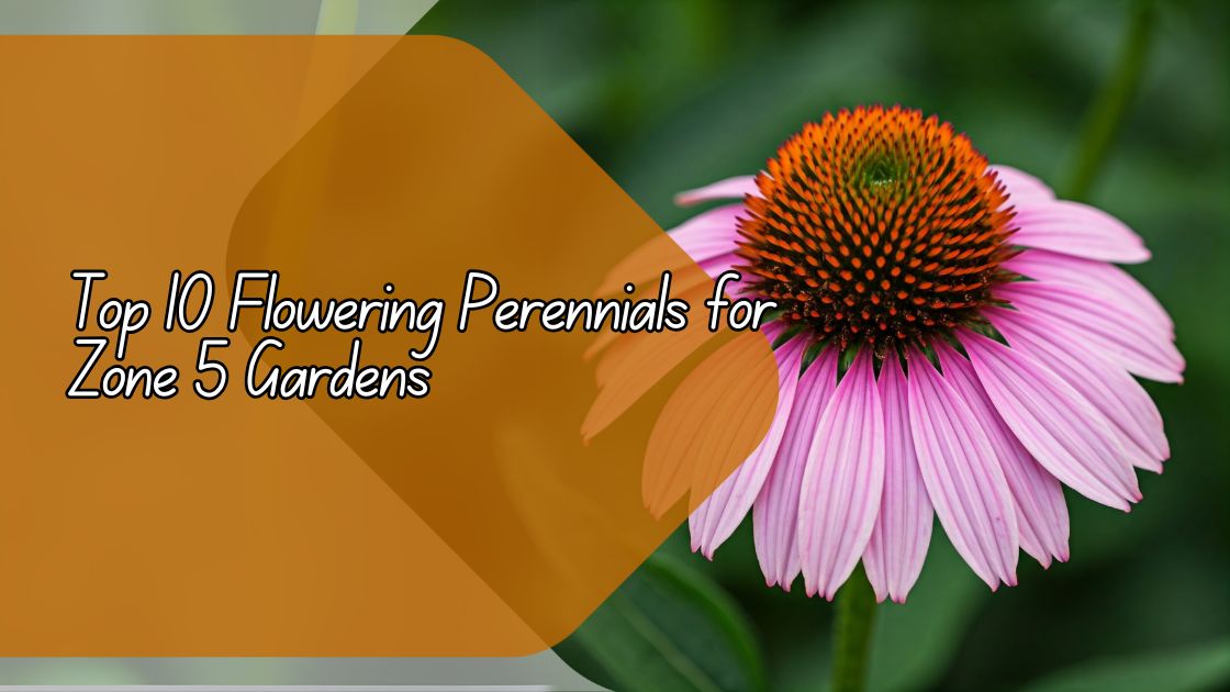 Top 10 Flowering Perennials For Zone 5 Gardens